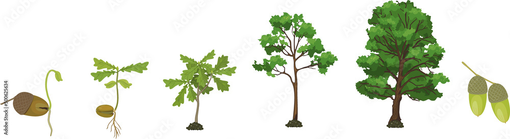 Life cycle of oak tree. Growth stages from acorn and sprout to old tree ...