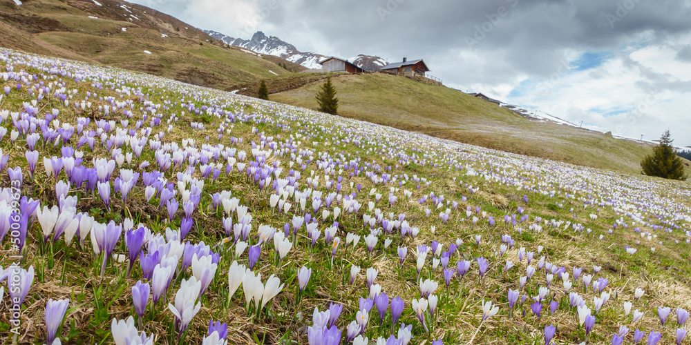 Panorama einer herrlichen Almwiese mit Krokus soweit das Auge reicht ...