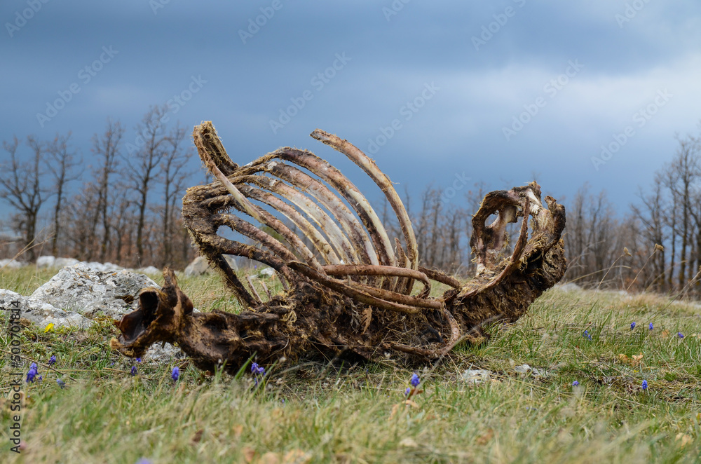 Animal carcass lies in nature. Dead animal. Decaying carcass. Horse ...