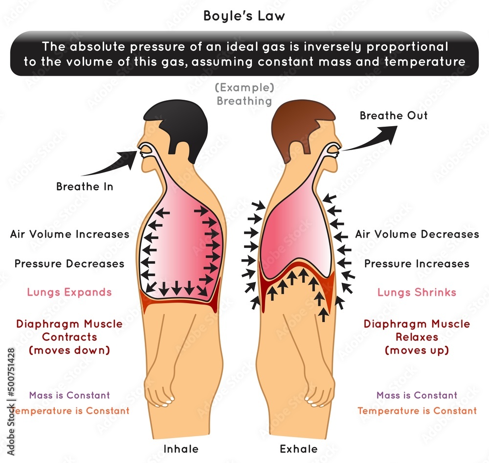 Boyle Law Infographic Diagram example breathing inhalation exhalation ...