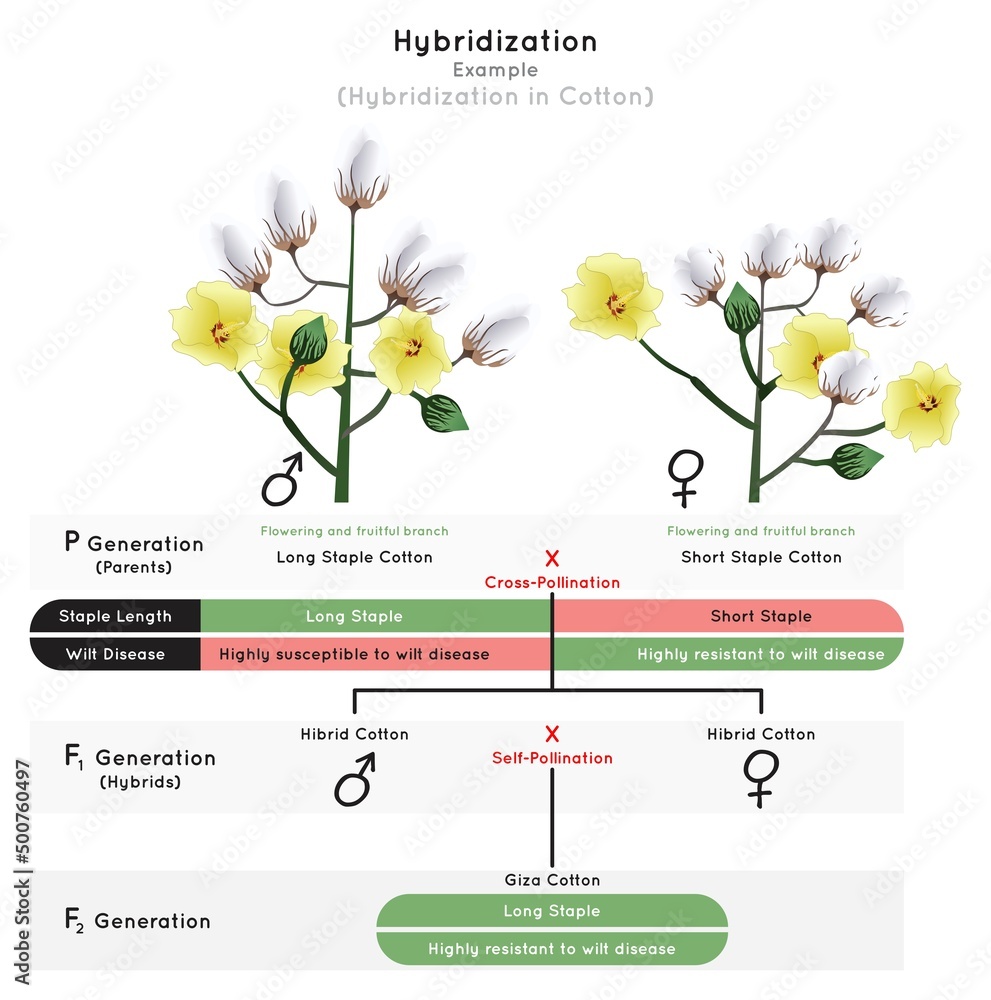 Hybridization Infographic Diagram example cotton plant trait long or ...