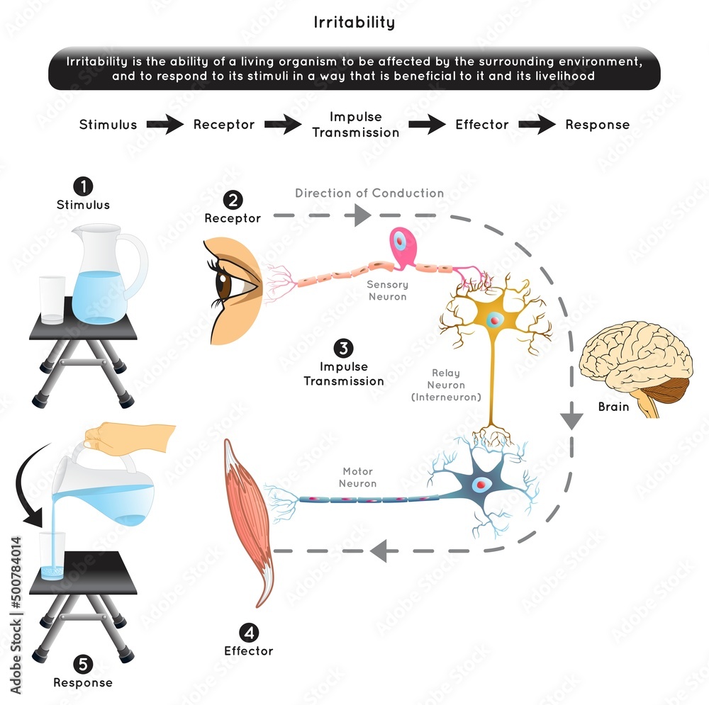 Vector de Stock Irritability in Biology Infographic Diagram element stimulus receptor impulse ...