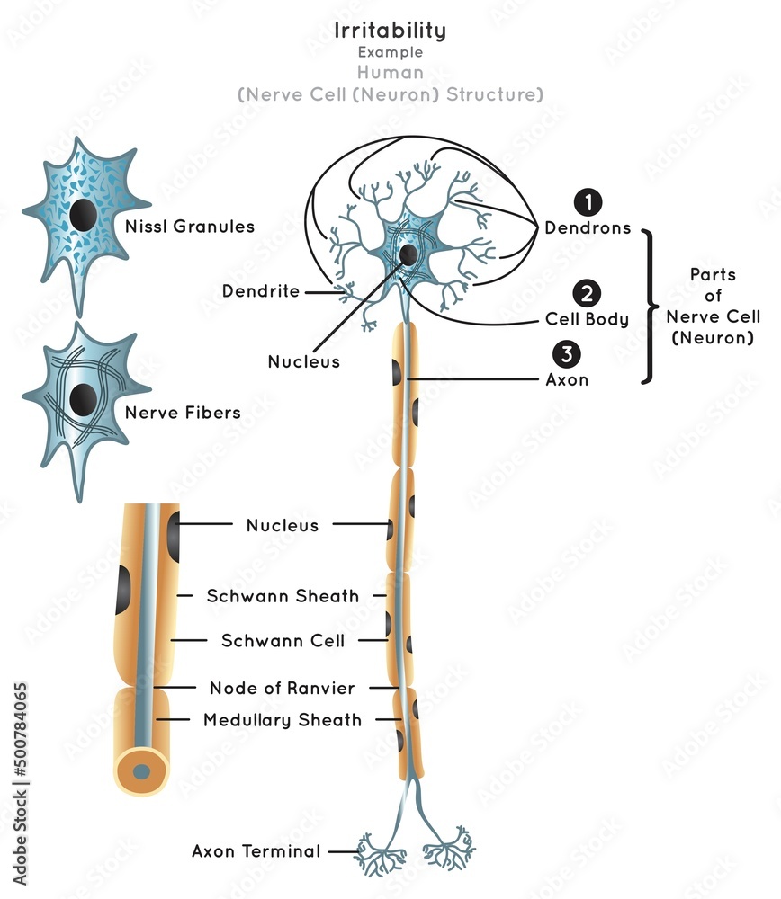 Irritability in Human Infographic Diagram nerve cell structure neuron ...