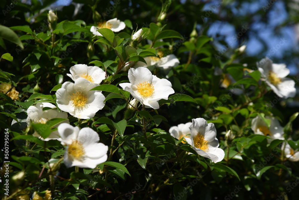 Cherokee rose (Rosa laevigata) flowers. Rosaceae evergreen vine shrub ...