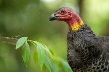 Turkey Feathers On Wood Free Stock Photo - Public Domain Pictures