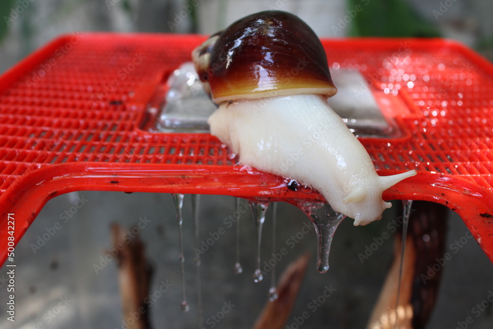 Giant African land snail secreting slime while crawling wet on top of ...