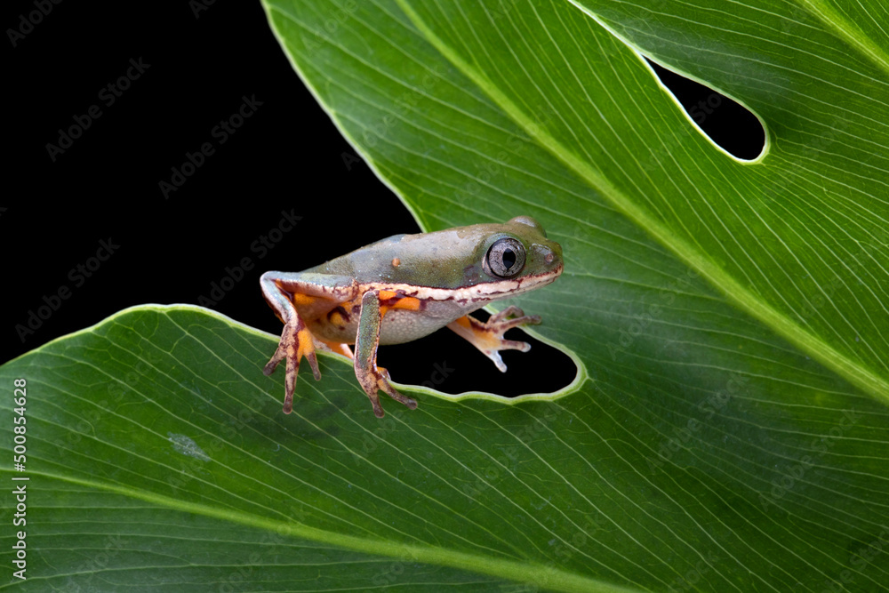 The Orange-legged Leaf Frog or Tiger-legged Monkey Frog (Pithecopus ...