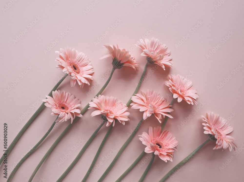 Layout of pink gerbera flower on pink background in a row. Minimalist ...