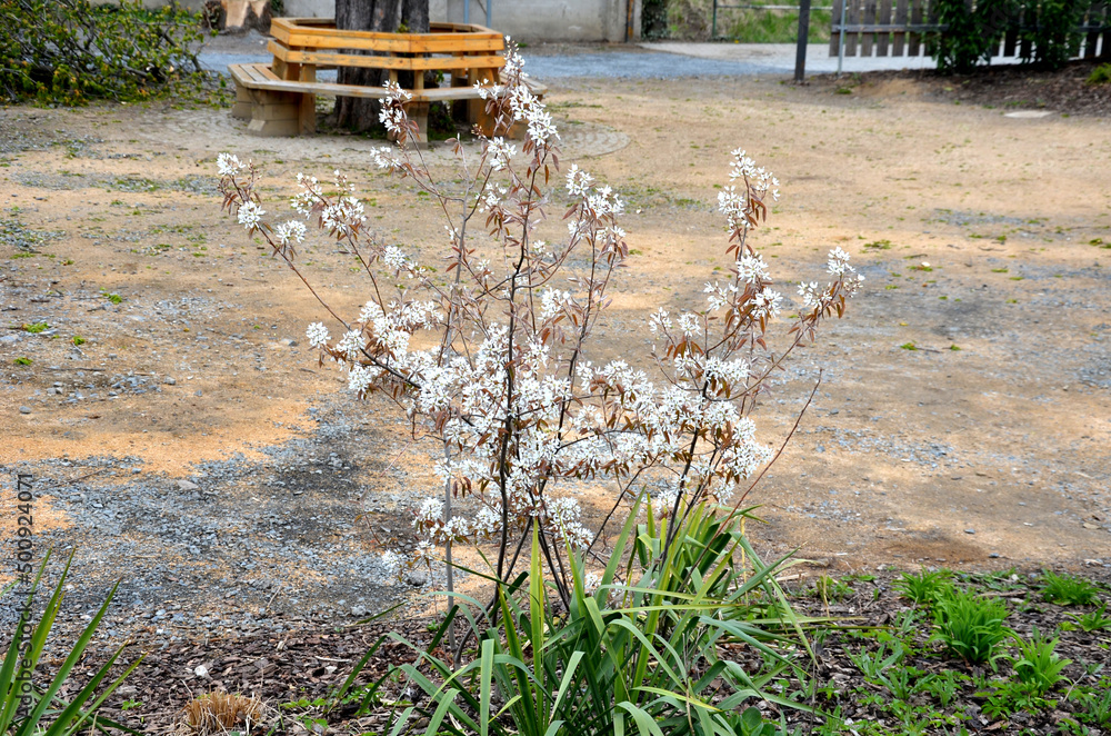 This bright yellow melt forms a tall, decaying shrub with strongly ...