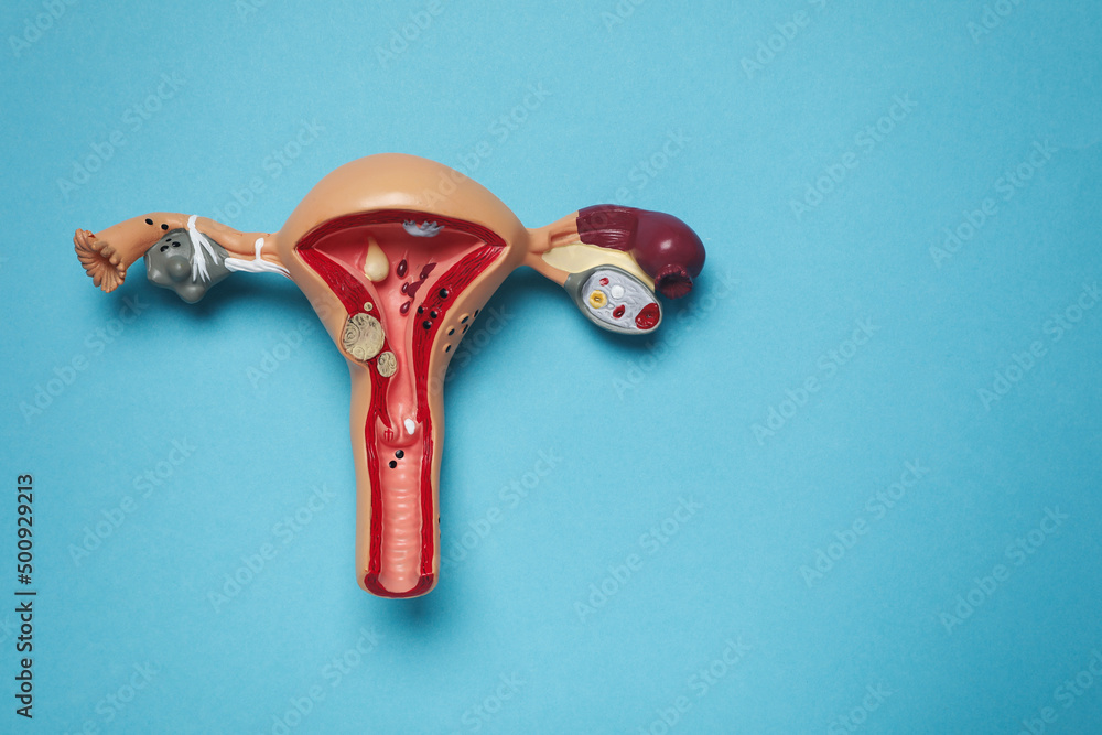 Model of female reproductive system on light blue background, top view ...