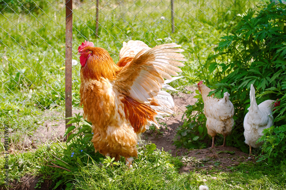 Rooster and chickens in the farm yard. Red rooster flapping his wings ...