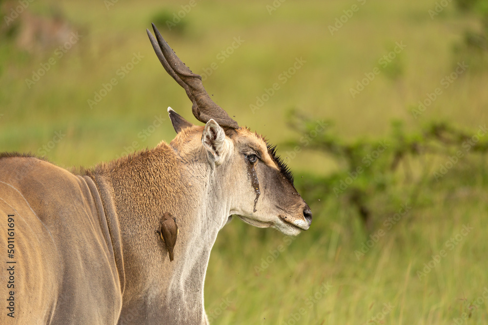 Zdjęcie bez tantiem: Eland bull, the biggest antelope in the African ...