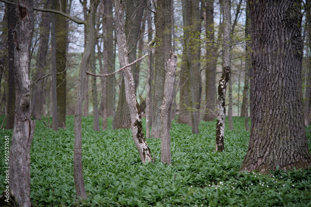 Selective focus of a deciduous tree in a floodplain forest with an ...