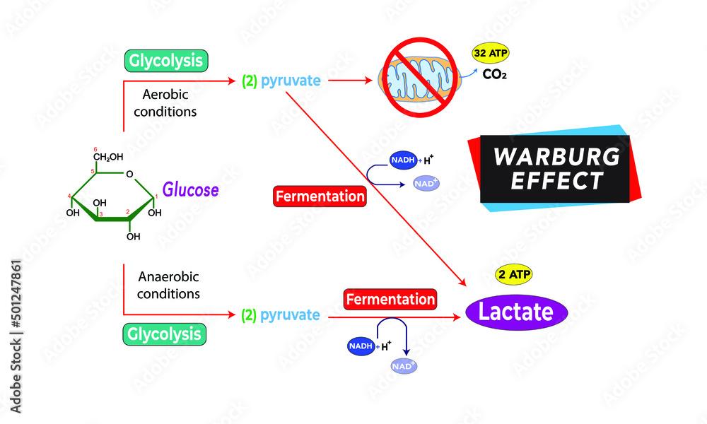 Warburg effect [aerobic glycolysis] Stock Vector | Adobe Stock