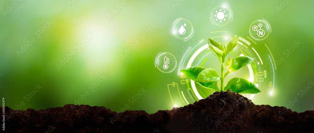 Young plant with cyber display of technological smart farming 4.0-Smart ...