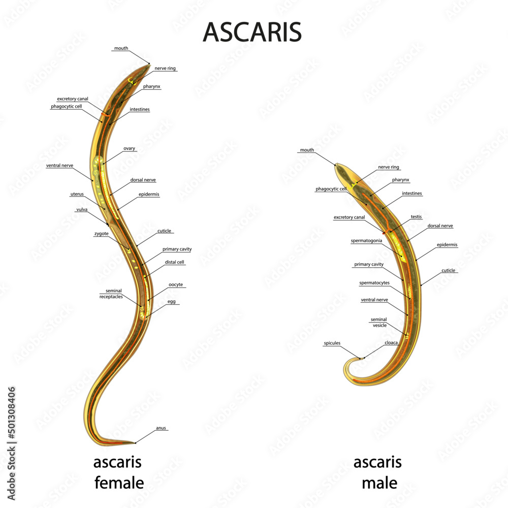 Ascaris Labelled Diagram