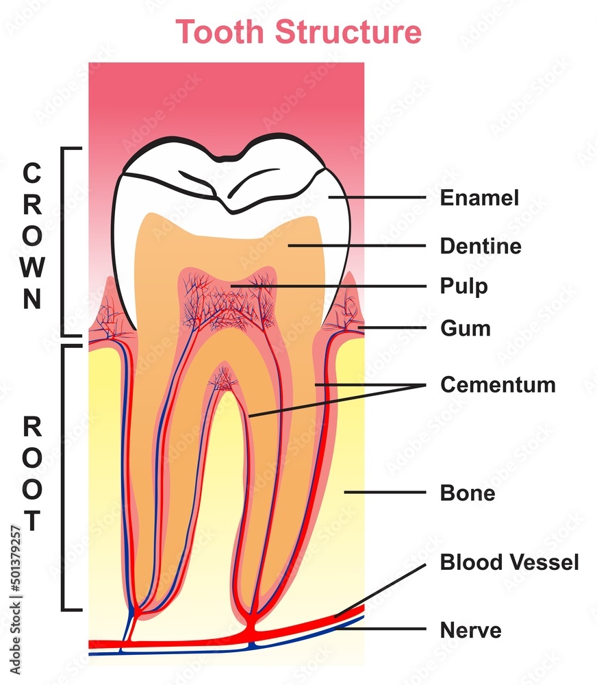 Tooth structure anatomy with all parts of crown and root including ...