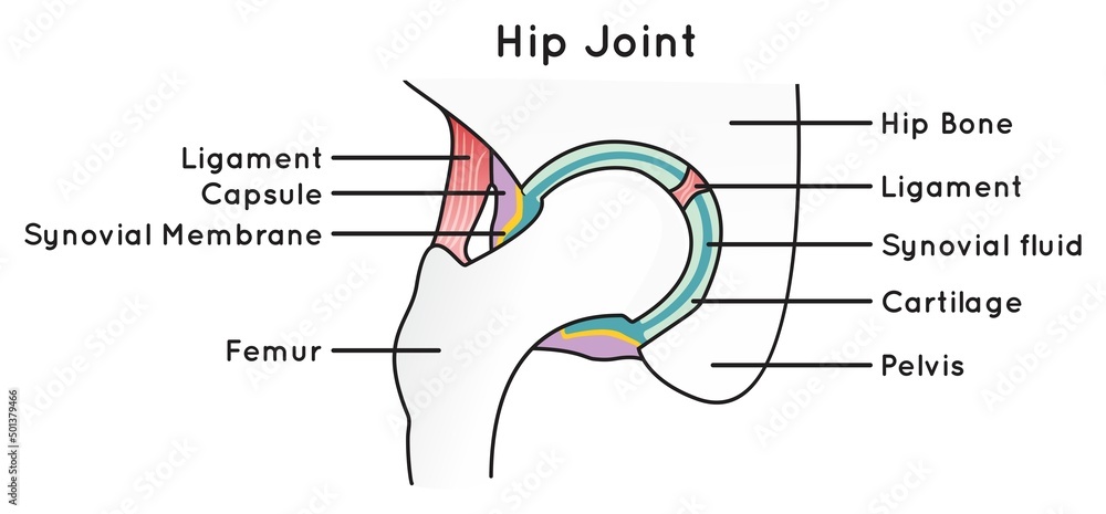 Infographic diagram of hip joint anatomy with parts labeled including ...