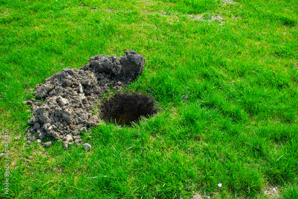 Pit in the ground. A hole dug for planting trees or plants on the lawn ...