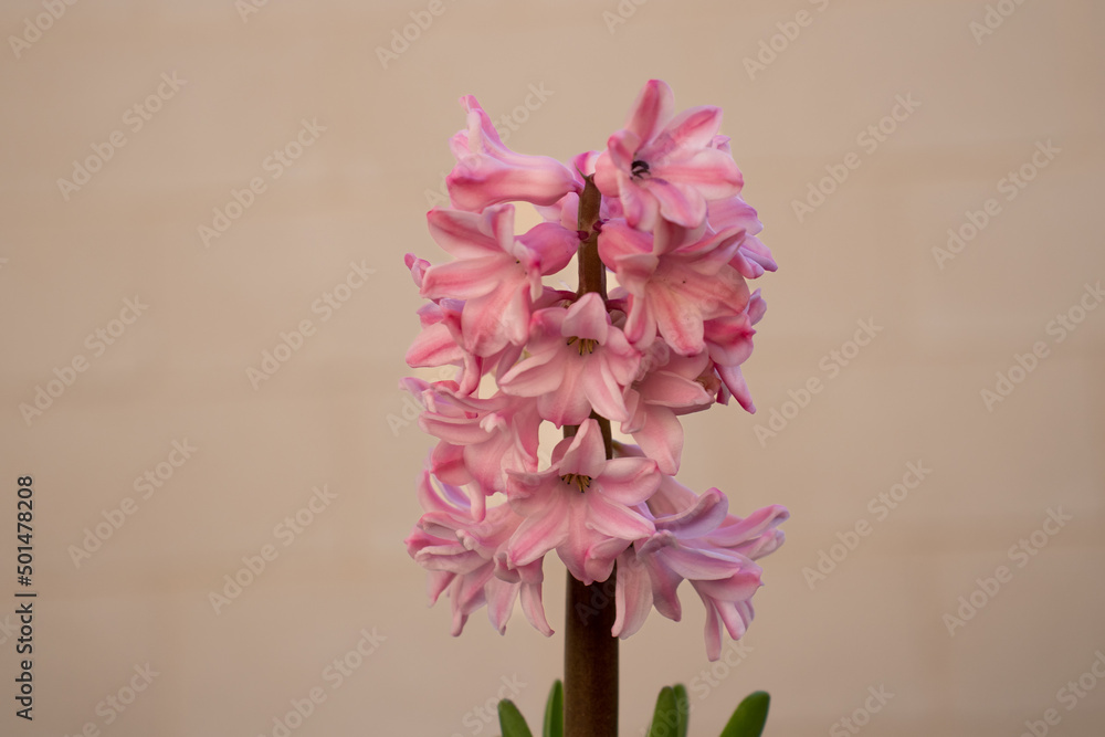 Portrait of a blooming pink hyacinth on a beige background. Open, bell ...