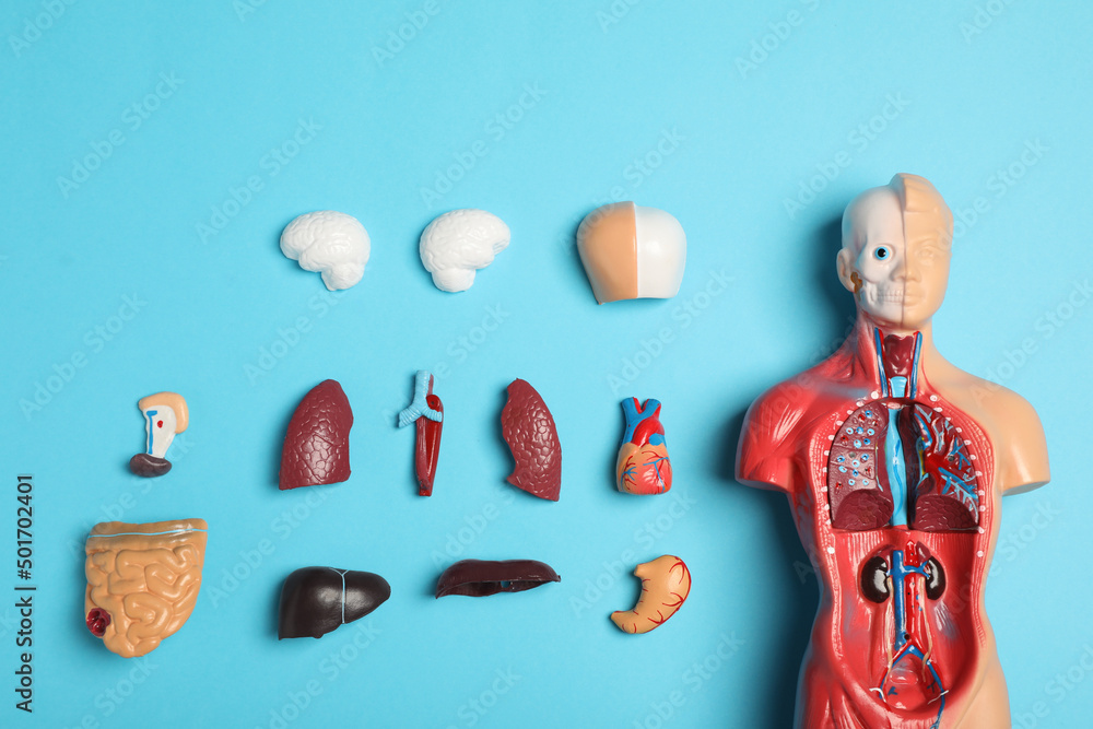 Flat lay composition with human anatomy mannequin and internal organs ...