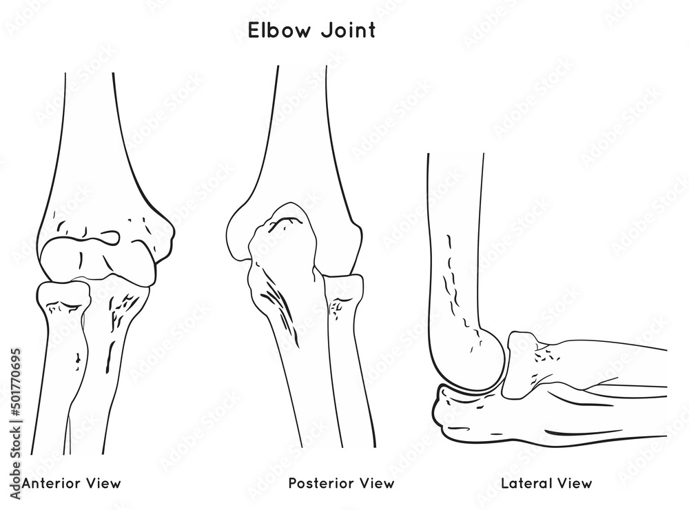 Elbow joint anatomy anterior posterior and lateral views for anatomical ...