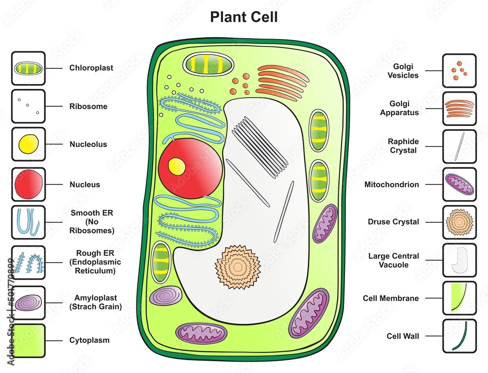 Plant cell structure anatomy infographic diagram with parts flat vector ...