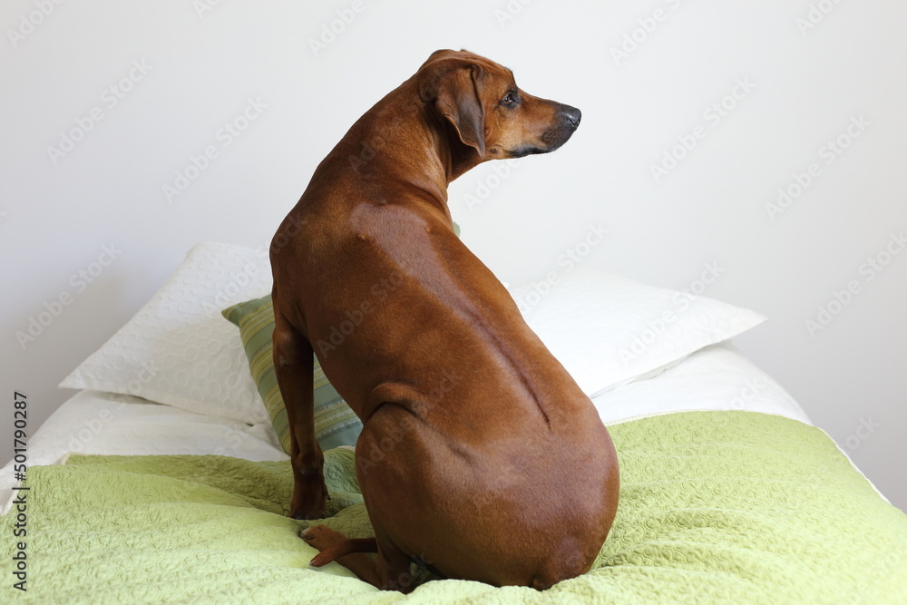 Full length back view of beautiful large Rhodesian Ridgeback dog ...