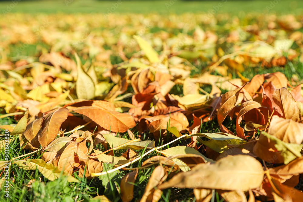 Ground in early autumn with grass covered with yellow and orange dead ...