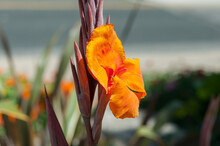 Orange Canna Free Stock Photo - Public Domain Pictures