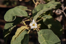 White Guara Flowers Close-up Free Stock Photo - Public Domain Pictures