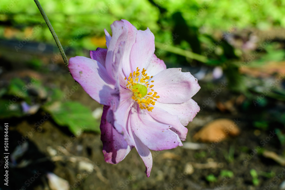 One delicate pink flower of Anemone hupehensis or Anemone hybrida ...