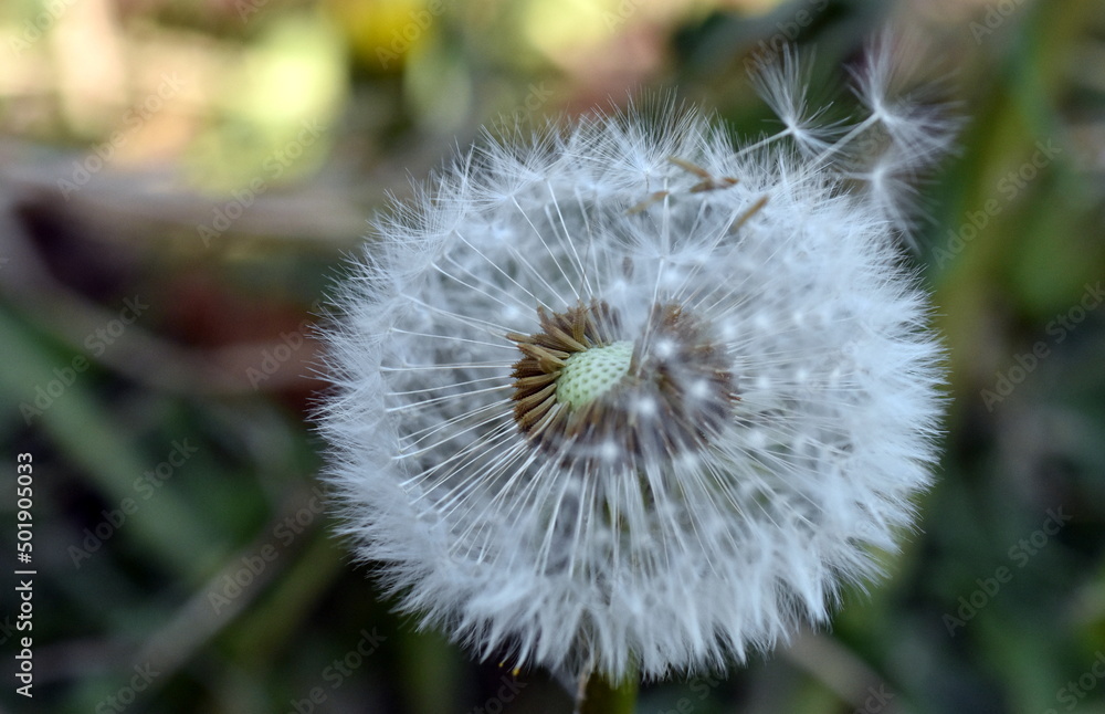 Pusteblume mit abfliegenden Samen Stock Photo | Adobe Stock