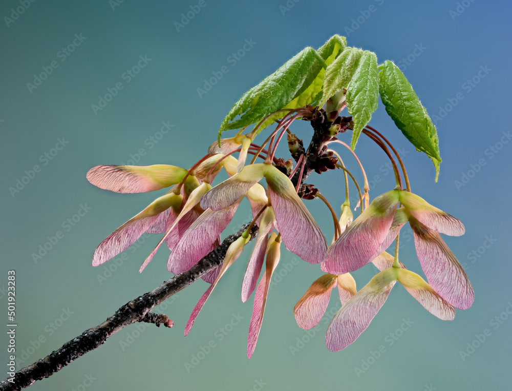 Samaras (winged seeds) and emerging leaves of Drummond's maple tree ...
