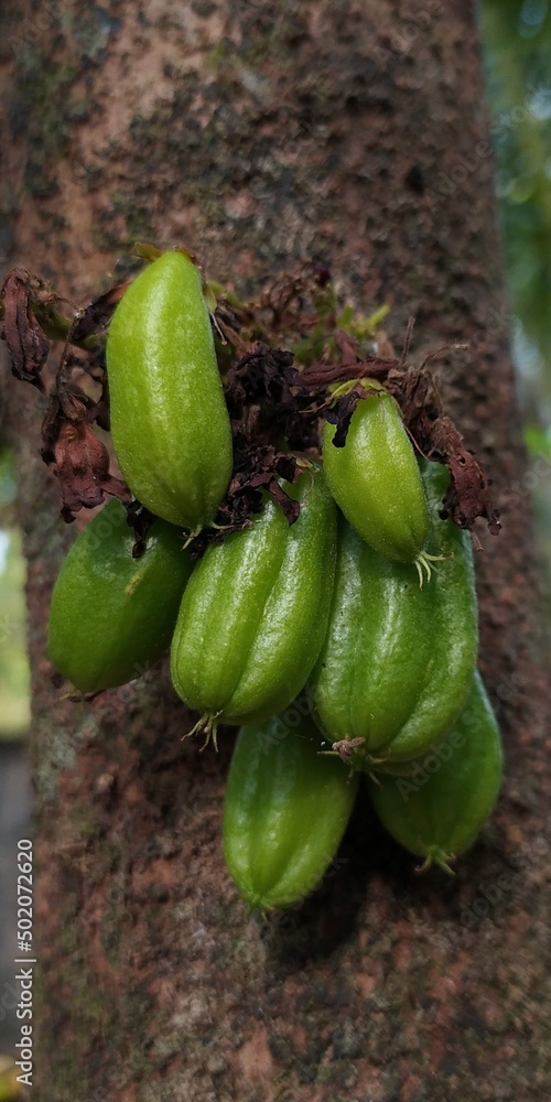 Photo Stock Bilimbi tree (Averrhoa bilimbi) with full of green fruits ...