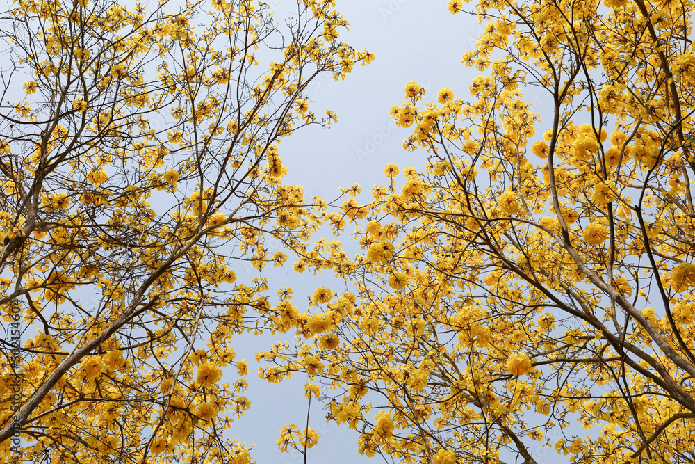 Yellow flowers bunch tree twig of Tabebuia or golden trumpet tree ...