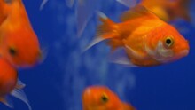 Goldfish Orange Fish Free Stock Photo - Public Domain Pictures