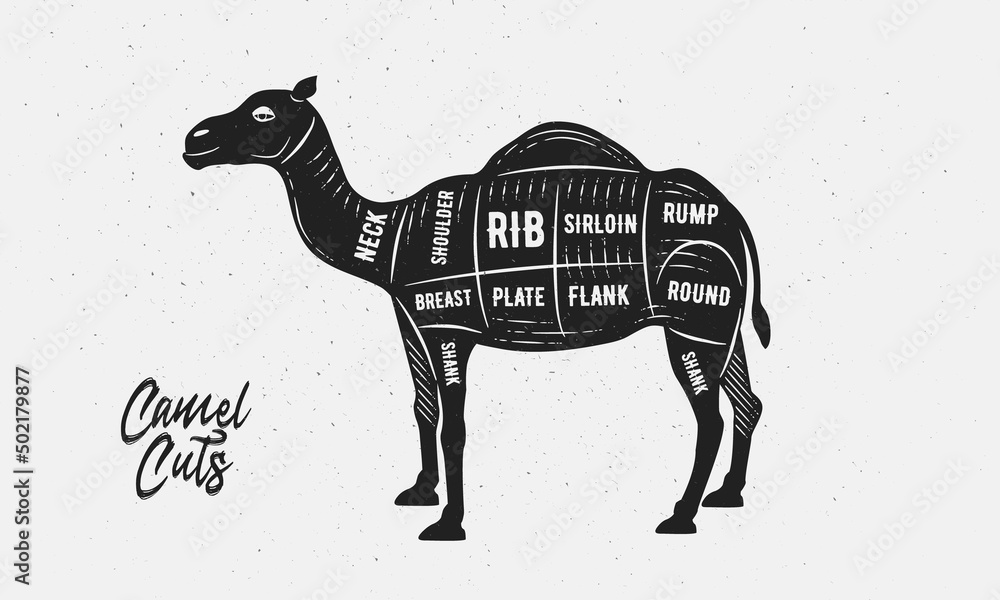 Cuts of Camel. Butcher Diagram, scheme, chart. Camel sketch silhouette ...
