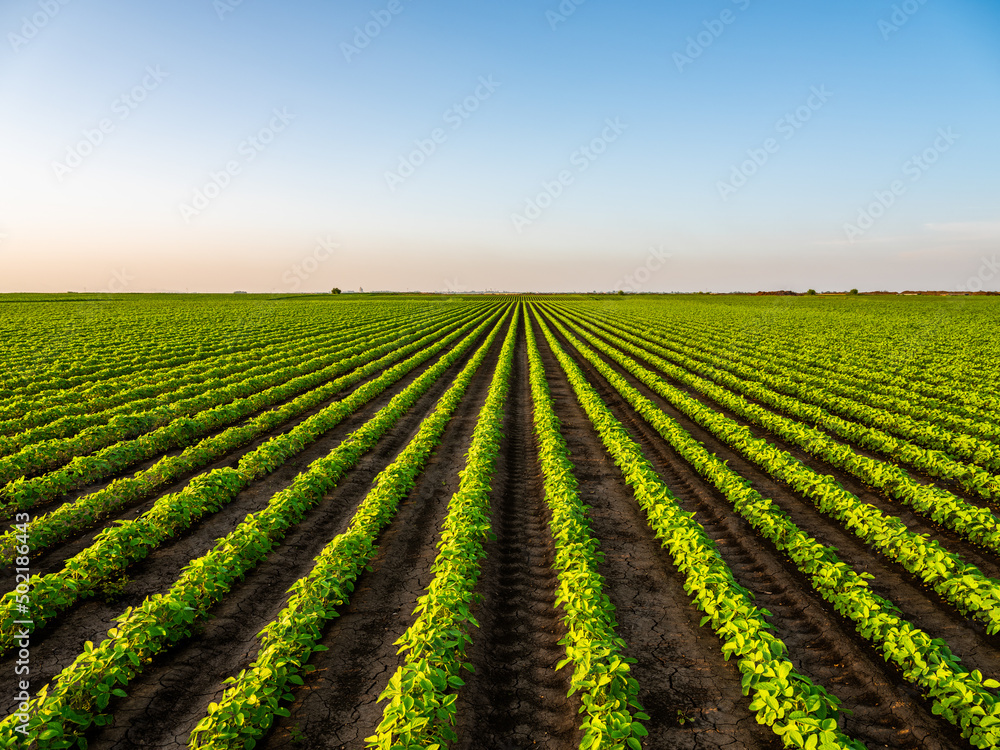 View of soybean farm agricultural field against sky Stock Photo | Adobe ...
