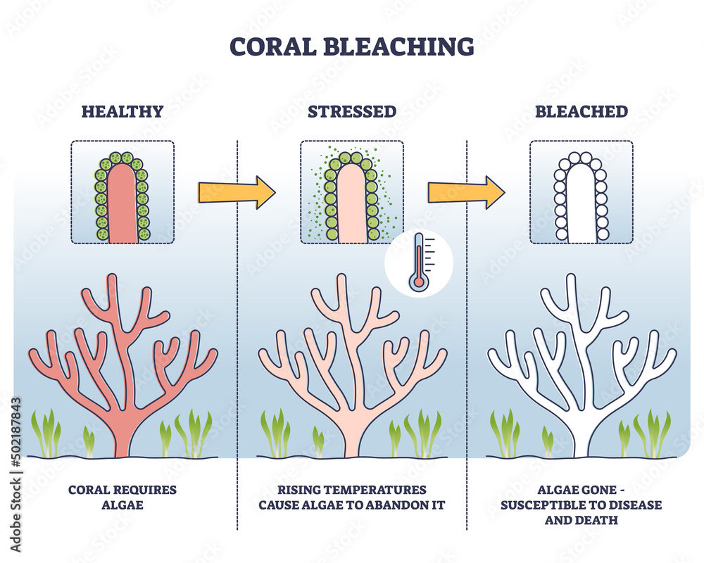 Coral bleaching process with healthy, stressed and bleached stages outline diagram. Labeled ...