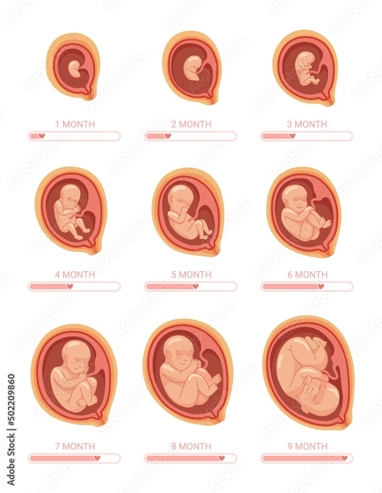 Fetal stages. Stage growth embryo, process fetus development 1 9 months ...
