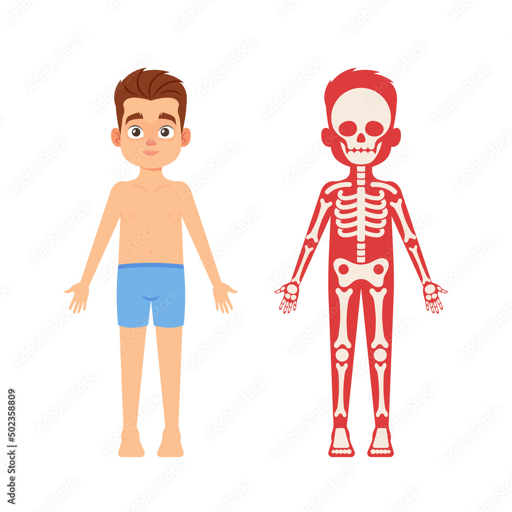 เวกเตอร์ Stock Anatomy, Medicine Science for Children Concept. Cute Boy ...