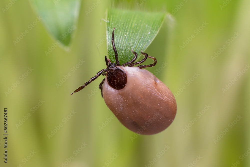 Tick waiting victim on blade of grass, a fat tick drunk on blood is ...