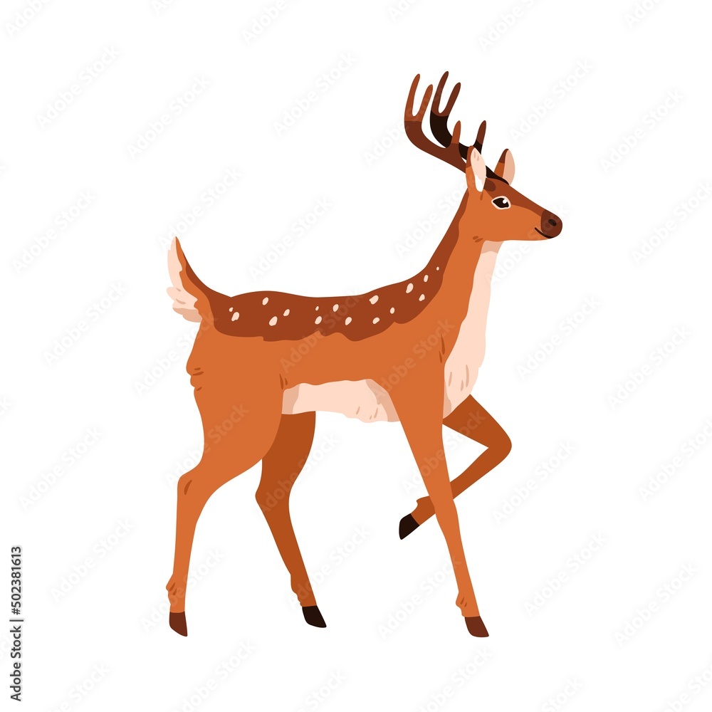Spotted bambi deer standing with bent leg. Fawn, forest animal walking ...