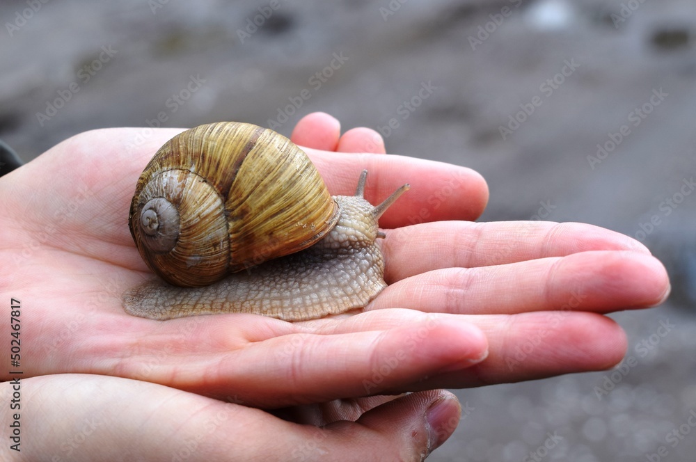 The gastropods commonly known as snails and slugs, belong to a large ...