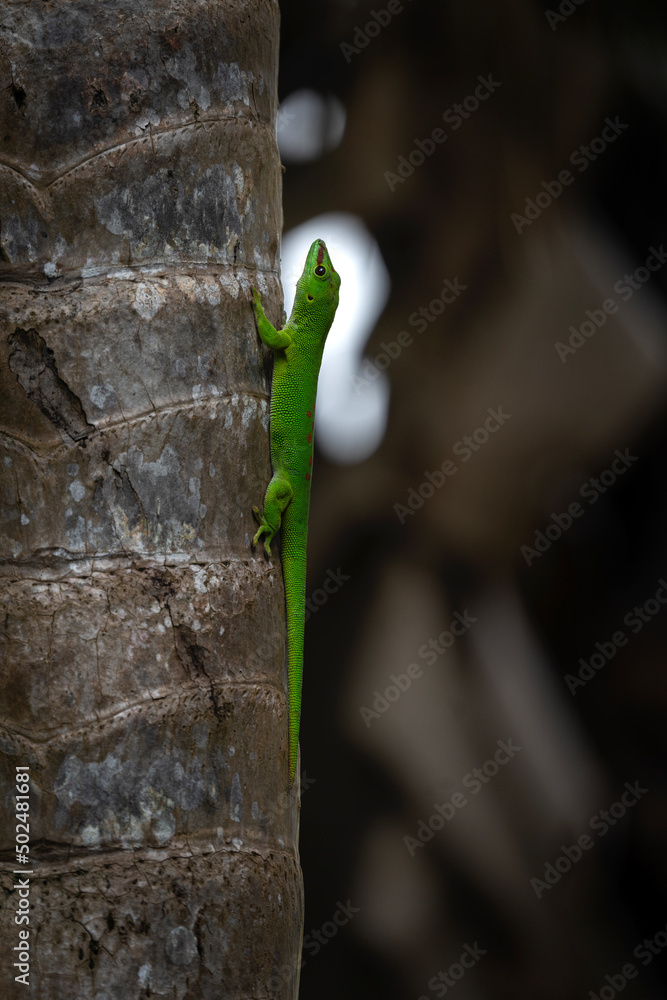Foto de Stock Madagascar giant day gecko climbing on the tree. Gecko in ...
