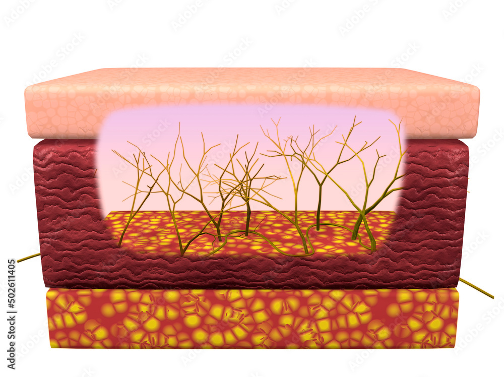 Cross section of skin nerve cells within three layers of human skin ...