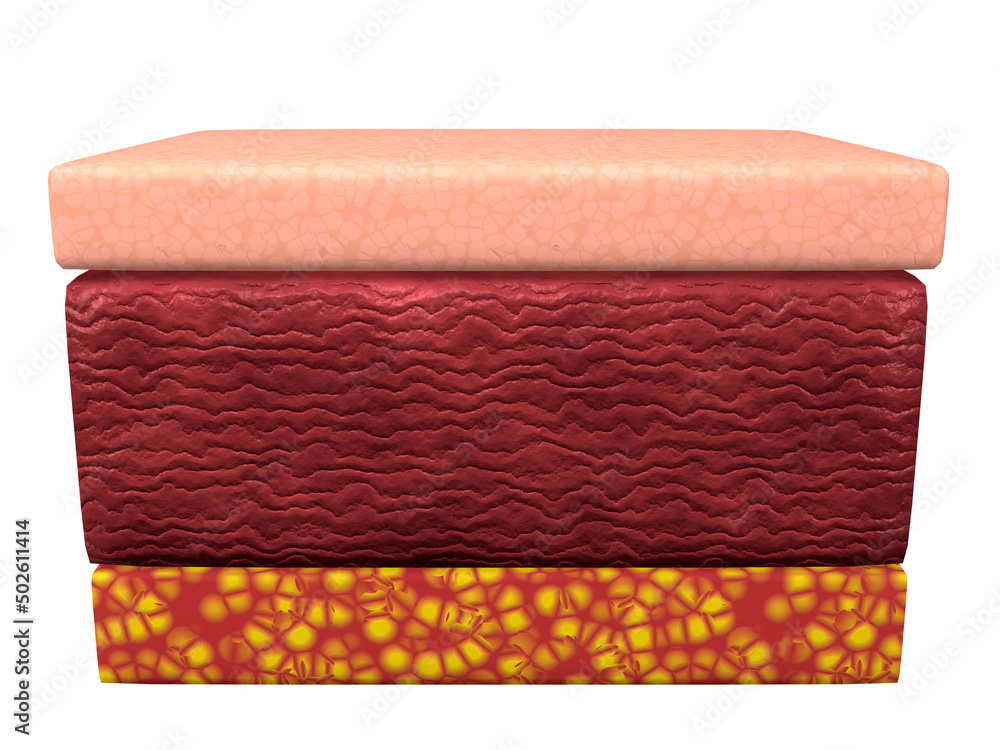 Cross section of the three layers of human skin: epidermis, dermis and ...