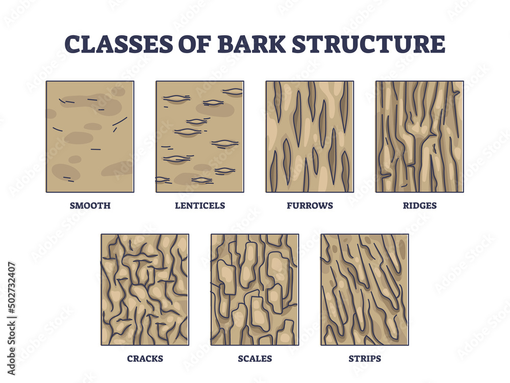 Classes of bark structure with biological visual division outline ...