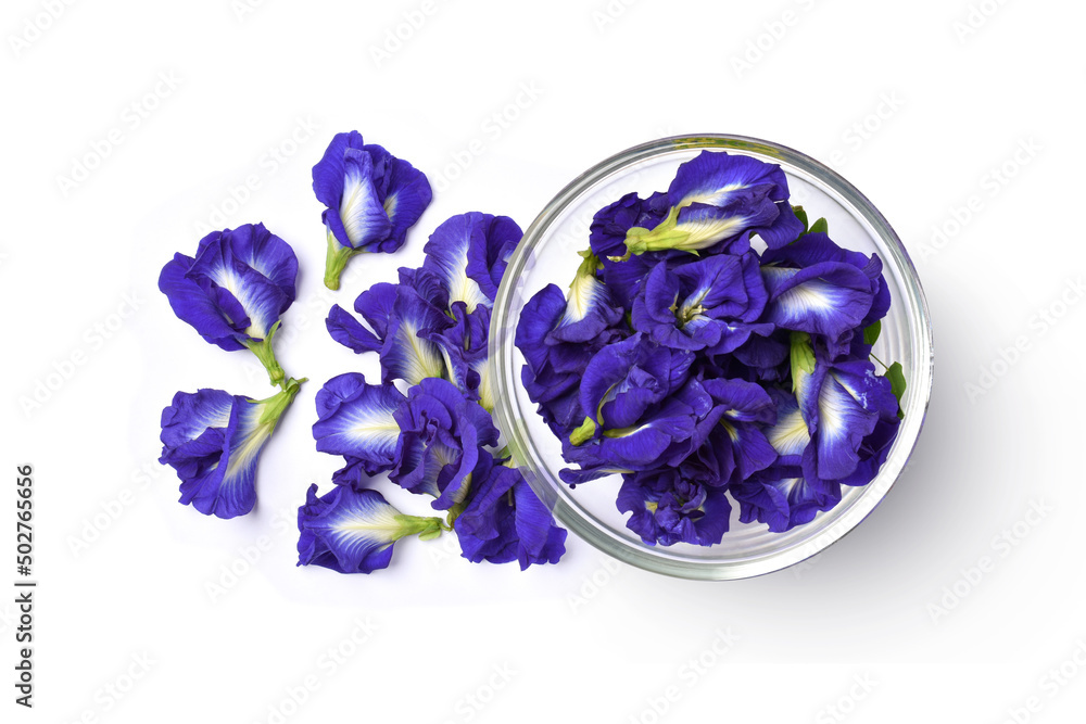 Photo Stock Fresh butterfly pea flower or blue pea, bluebellvine ...